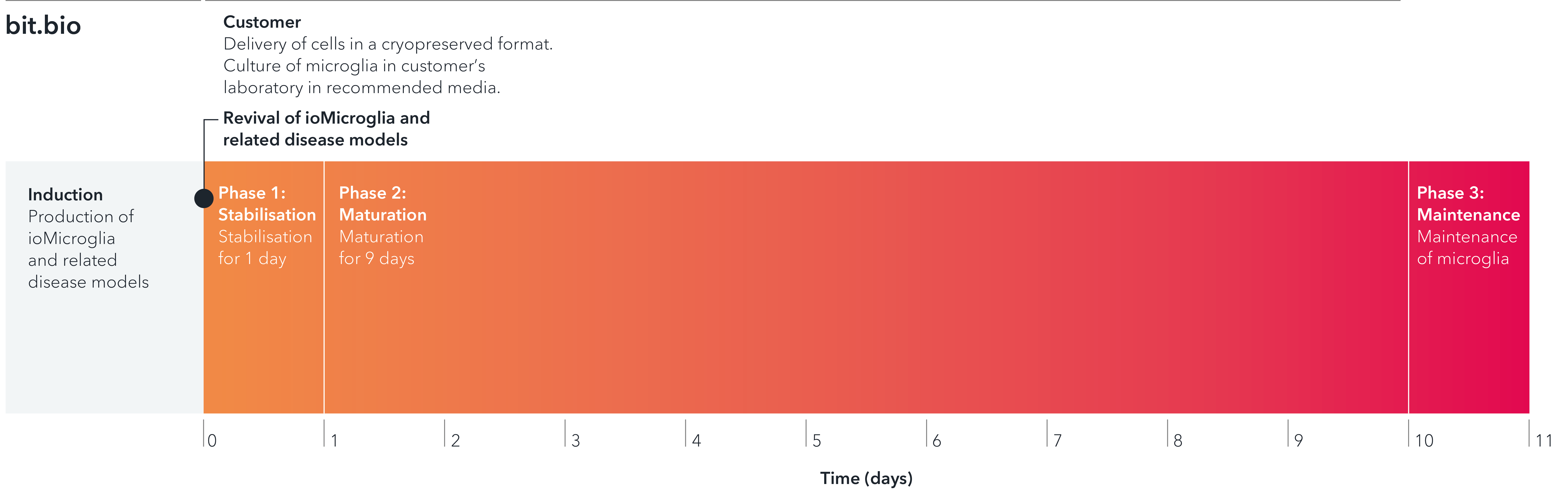 ioMicroglia | Male | ioCells | bit.bio